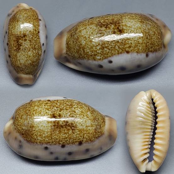 shellauction.net :: Erronea caurica - 3714004