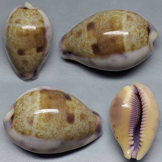 shellauction.net :: Contradusta walkeri - 3714021