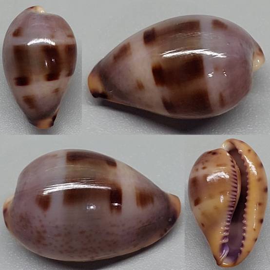 shellauction.net :: Contradusta walkeri - 3714155