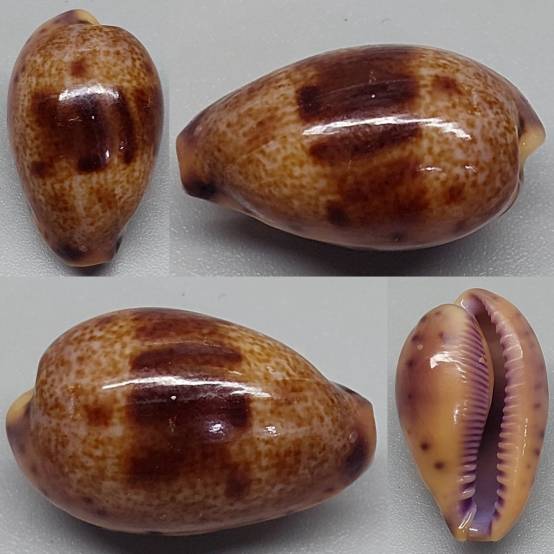 shellauction.net :: Contradusta walkeri - 3714158