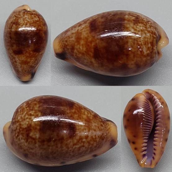 shellauction.net :: Contradusta walkeri - 3714160