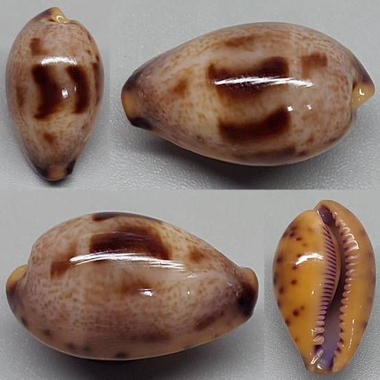 shellauction.net :: Contradusta walkeri - 3714161