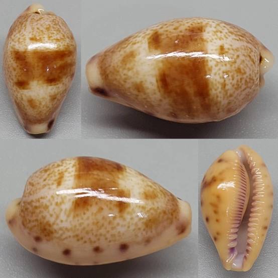 shellauction.net :: Contradusta walkeri - 3714162