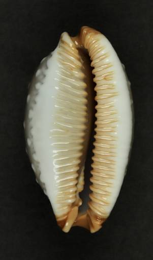 shellauction.net :: Cypraea limacina limacina - 3714303