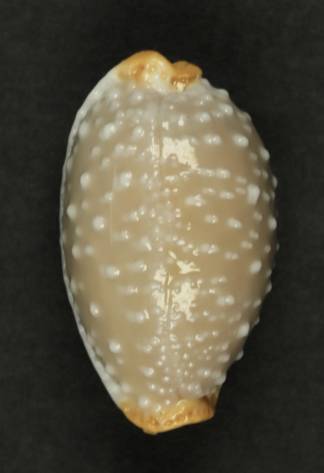 shellauction.net :: Cypraea limacina facifer - 3714339