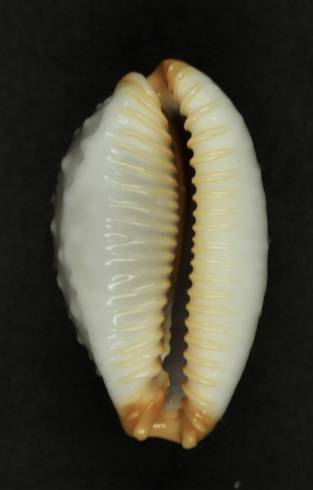 shellauction.net :: Cypraea limacina facifer - 3714339