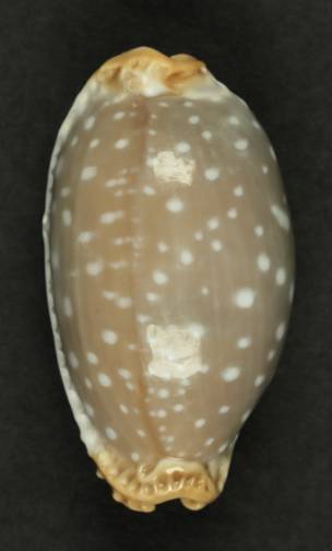 shellauction.net :: Cypraea limacina facifer - 3714342