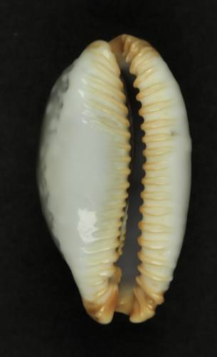 shellauction.net :: Cypraea limacina facifer - 3714342