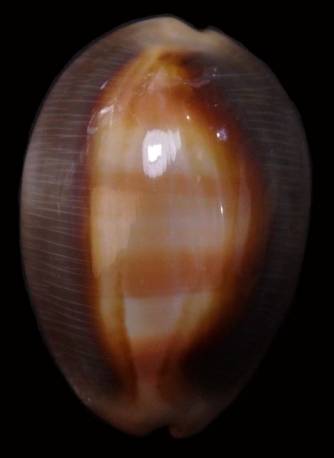 shellauction.net :: Lyncina ventriculus - 3714366