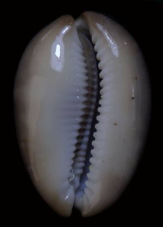 shellauction.net :: Lyncina ventriculus - 3714366