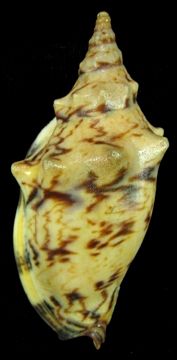 shellauction.net :: Alcithoe arabica - 3714408