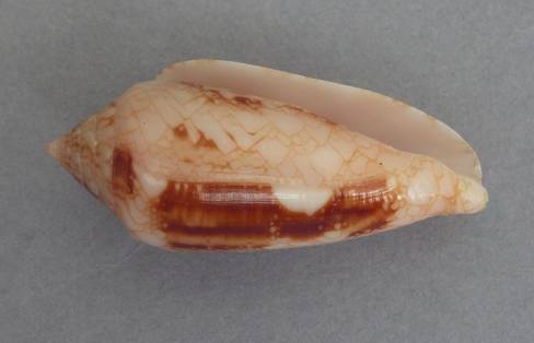 shellauction.net :: Conus legatus - 3714446