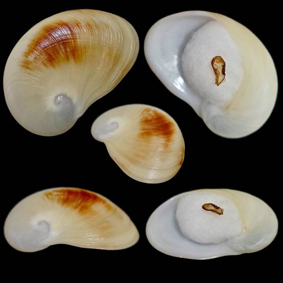 shellauction.net :: Sinum haliotoideum - 3714474