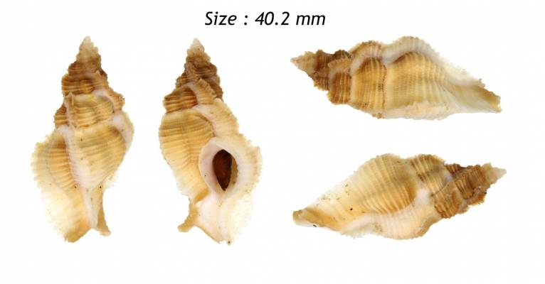 shellauction.net :: Pterynotus laurae - 3714475