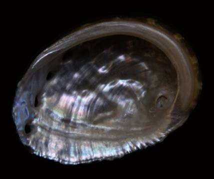 shellauction.net :: Haliotis planata - 3714596