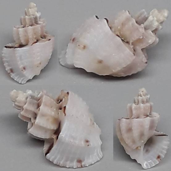 shellauction.net :: Scalptia sp. - 3714613