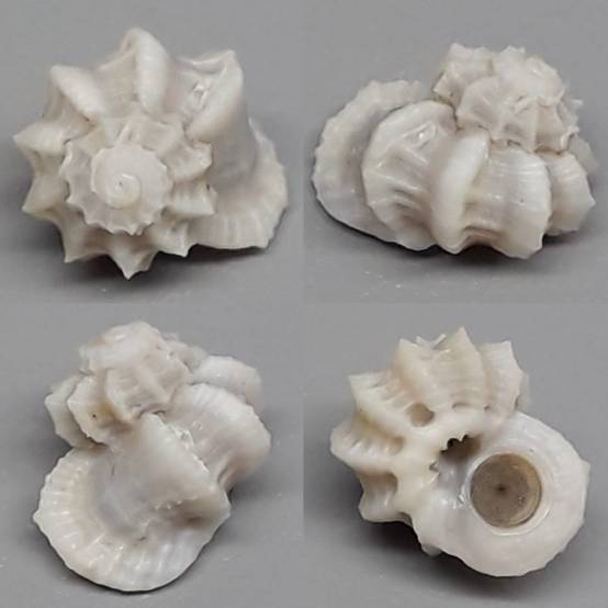 shellauction.net :: Modulus sp. - 3714669