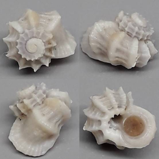 shellauction.net :: Modulus sp. - 3714670