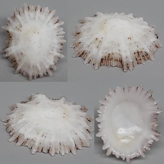 shellauction.net :: Patella sp. - 3714675