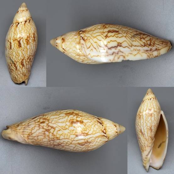 shellauction.net :: Amoria turneri - 3715031