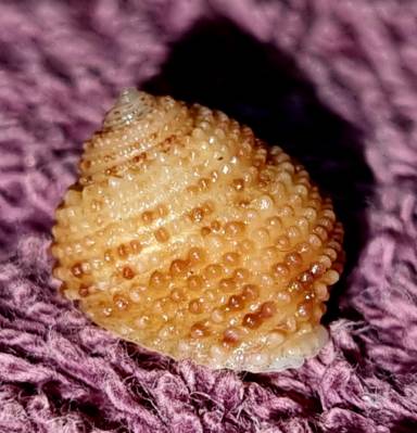 shellauction.net :: Clanculus personatus - 3715106