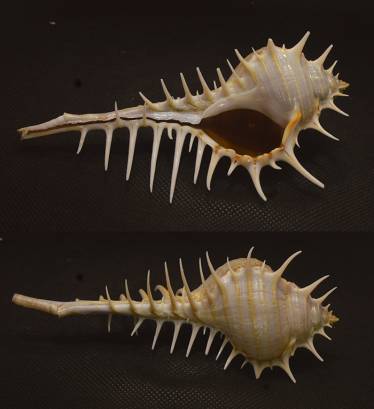 shellauction.net :: Murex scolopax - 3715250