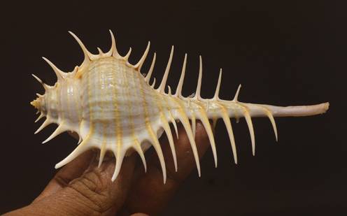 shellauction.net :: Murex scolopax - 3715250