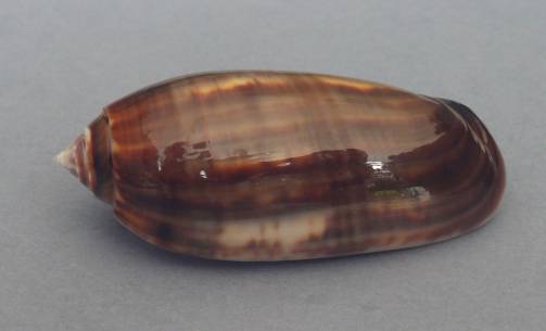 shellauction.net :: Oliva miniacea - 3715322