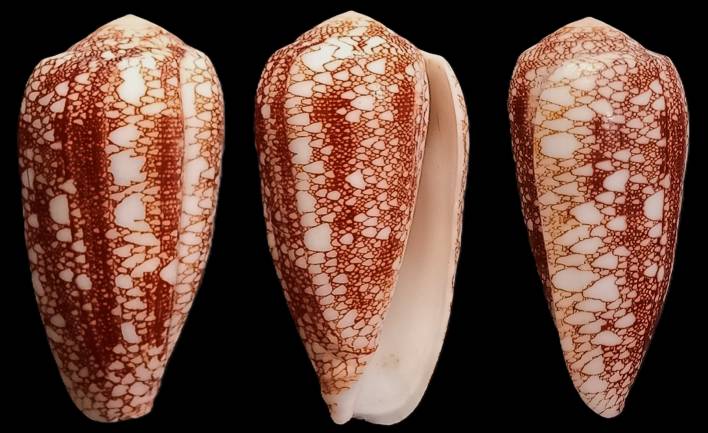 shellauction.net :: Conus omaria - 3715465