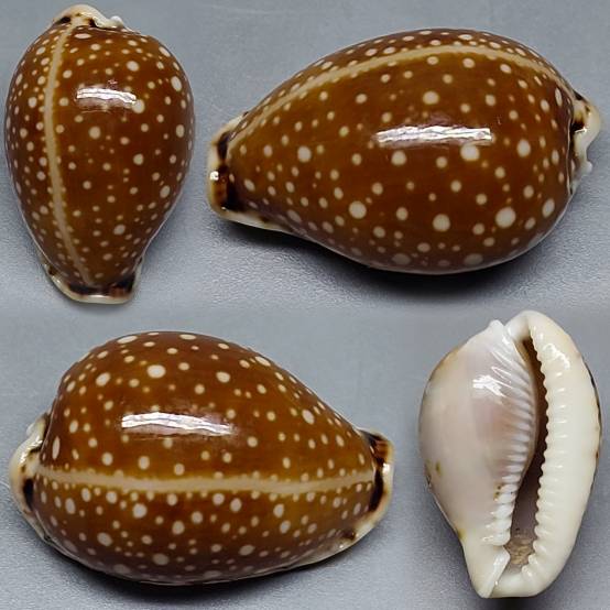 shellauction.net :: Naria labrolineata - 3715528