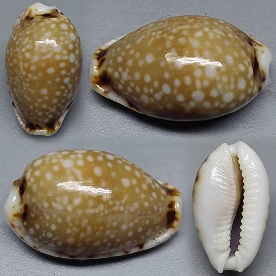 shellauction.net :: Naria labrolineata - 3715530