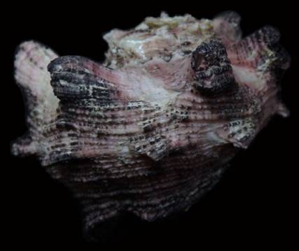 shellauction.net :: Angaria incisa - 3715598