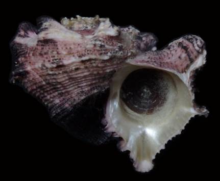 shellauction.net :: Angaria incisa - 3715598