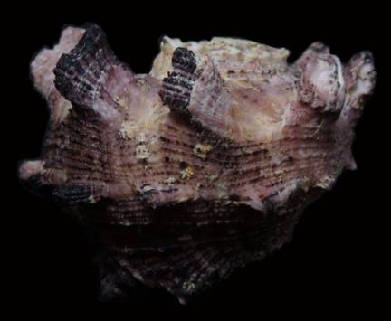 shellauction.net :: Angaria incisa - 3715599