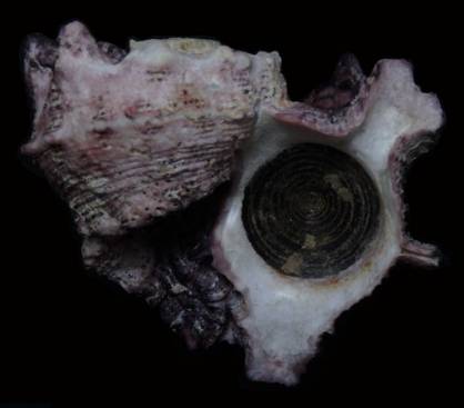 shellauction.net :: Angaria incisa - 3715599