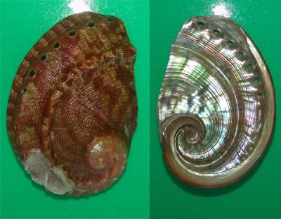 shellauction.net :: Haliotis parva - 3715620