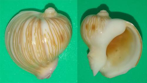 shellauction.net :: Melapium lineatum - 3715642