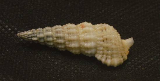 shellauction.net :: Cerithium torresi - 3715650