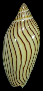 shellauction.net :: Amoria ellioti - 3715952