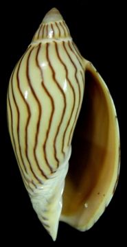 shellauction.net :: Amoria ellioti - 3715952