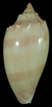 shellauction.net :: Amoria hunteri - 3716057