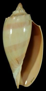 shellauction.net :: Amoria hunteri - 3716057