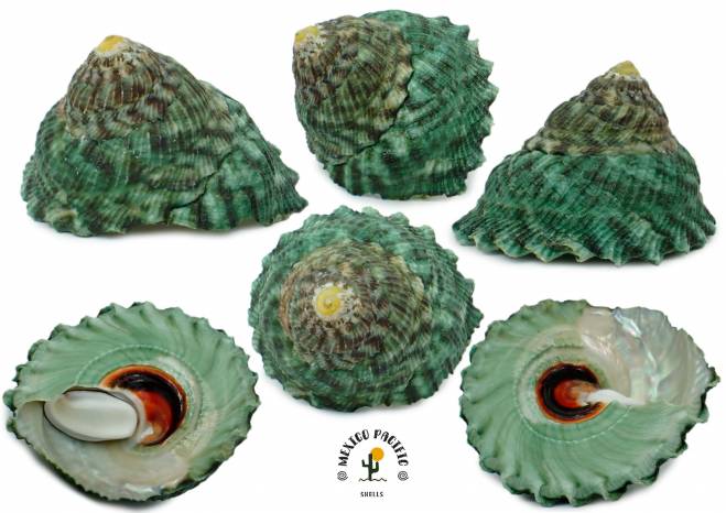 shellauction.net :: Astraea olivacea - 3716217