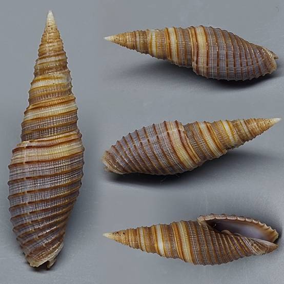 shellauction.net :: Mitra sp. - 3716301