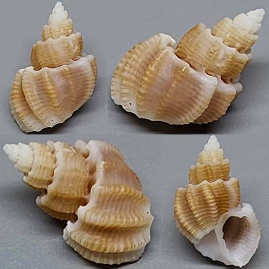 shellauction.net :: Scalptia sp. - 3716421