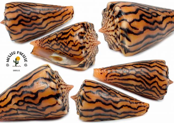 shellauction.net :: Conus princeps - 3716483