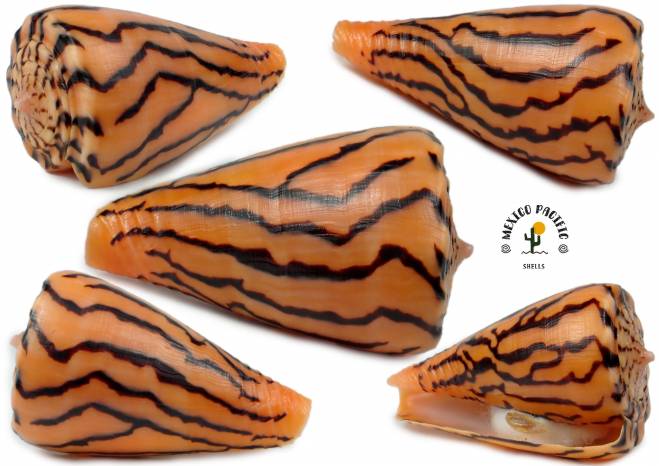 shellauction.net :: Conus princeps - 3716485