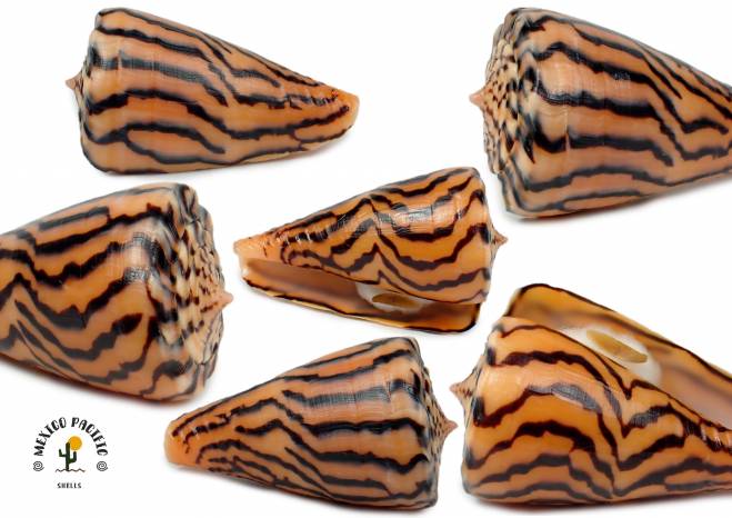 shellauction.net :: Conus princeps - 3716486