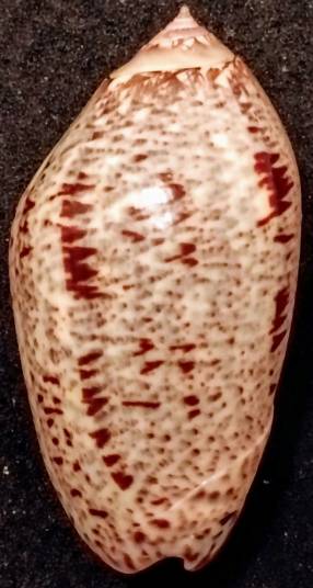 shellauction.net :: Oliva incrassata - 3716589