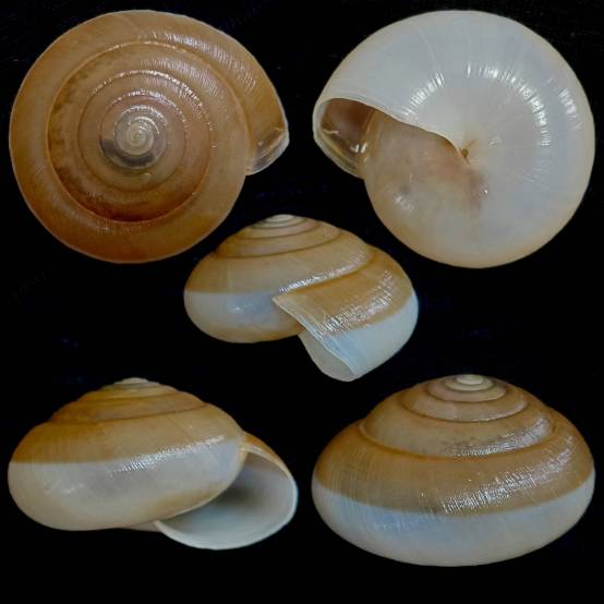 shellauction.net :: Cryptozona siamensis - 3716771